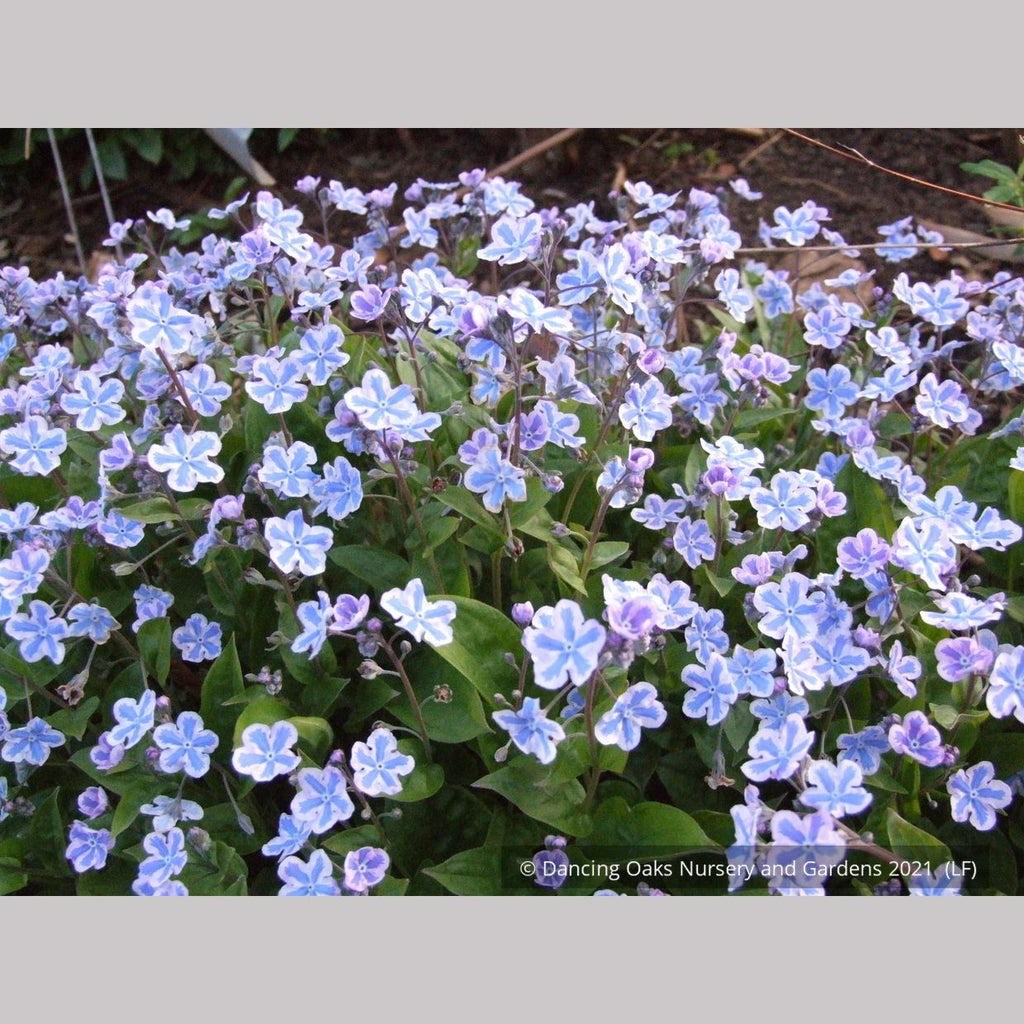 Omphalodes cappadocica 'Starry Eyes', Navelwort – Dancing Oaks Nursery ...