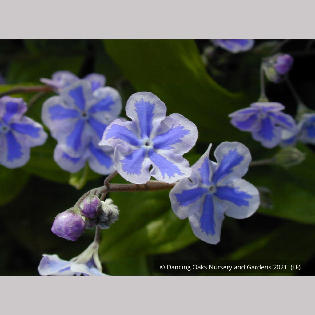 Omphalodes cappadocica 'Starry Eyes', Navelwort – Dancing Oaks Nursery ...