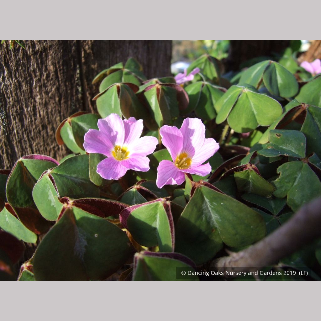 Oxalis oregana, Redwood Sorrel – Dancing Oaks Nursery and Gardens
