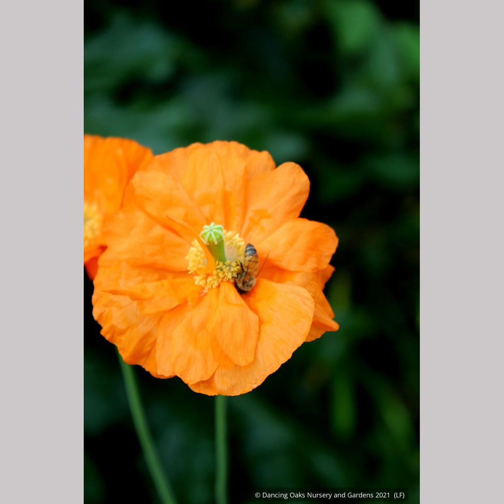 Papaver rupifragum 'Flore Pleno', Spanish or Moroccan Poppy – Dancing ...