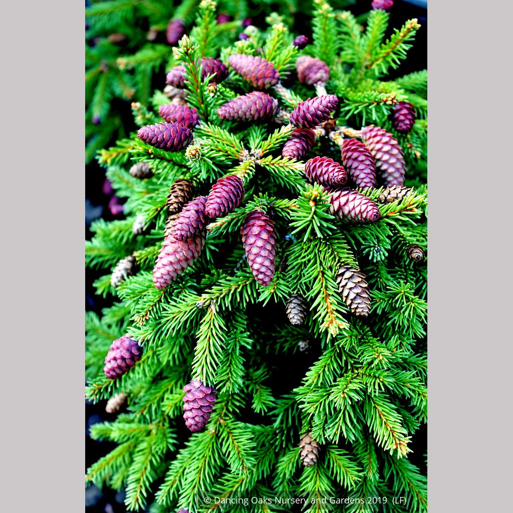 Picea abies 'Acrocona Pusch', Dwarf Norway Spruce – Dancing Oaks ...