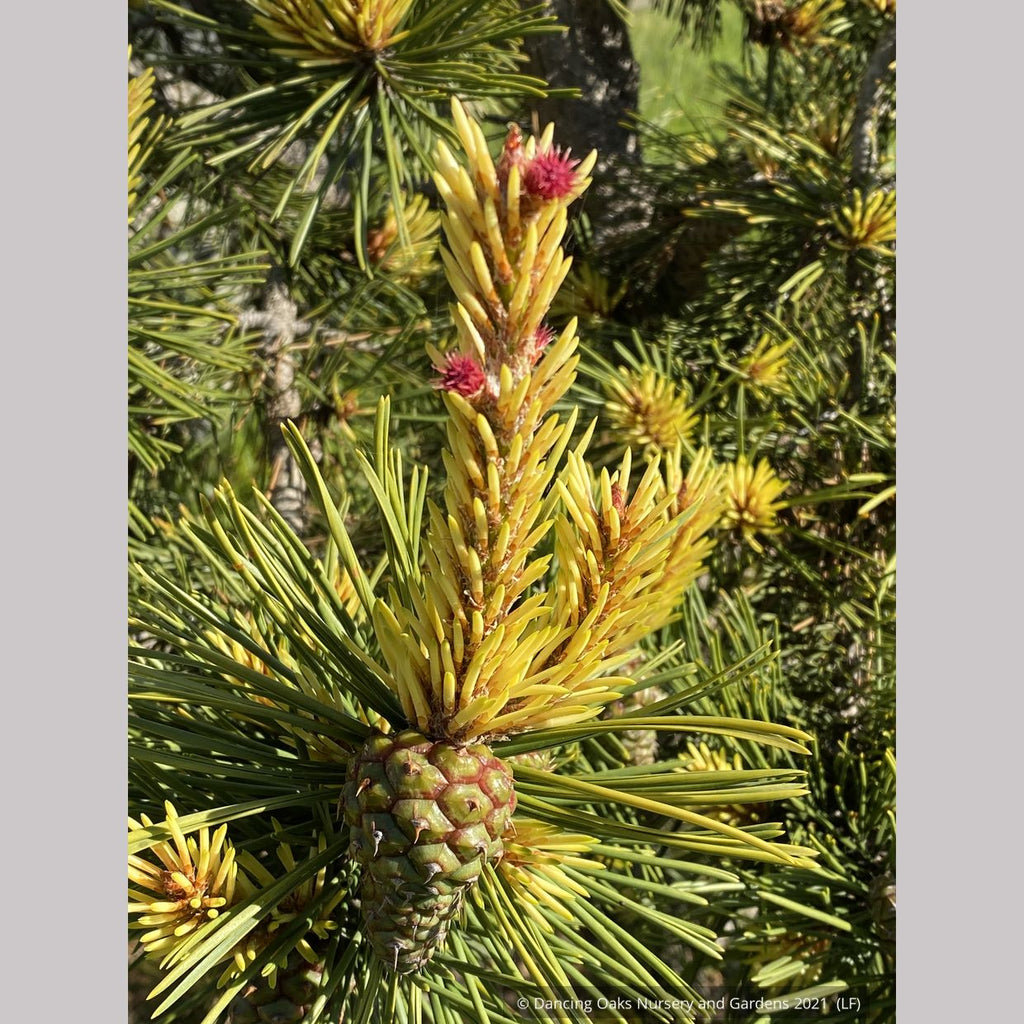 Pinus contorta var. latifolia 'Taylor's Sunburst', Taylor's Sunburst L ...
