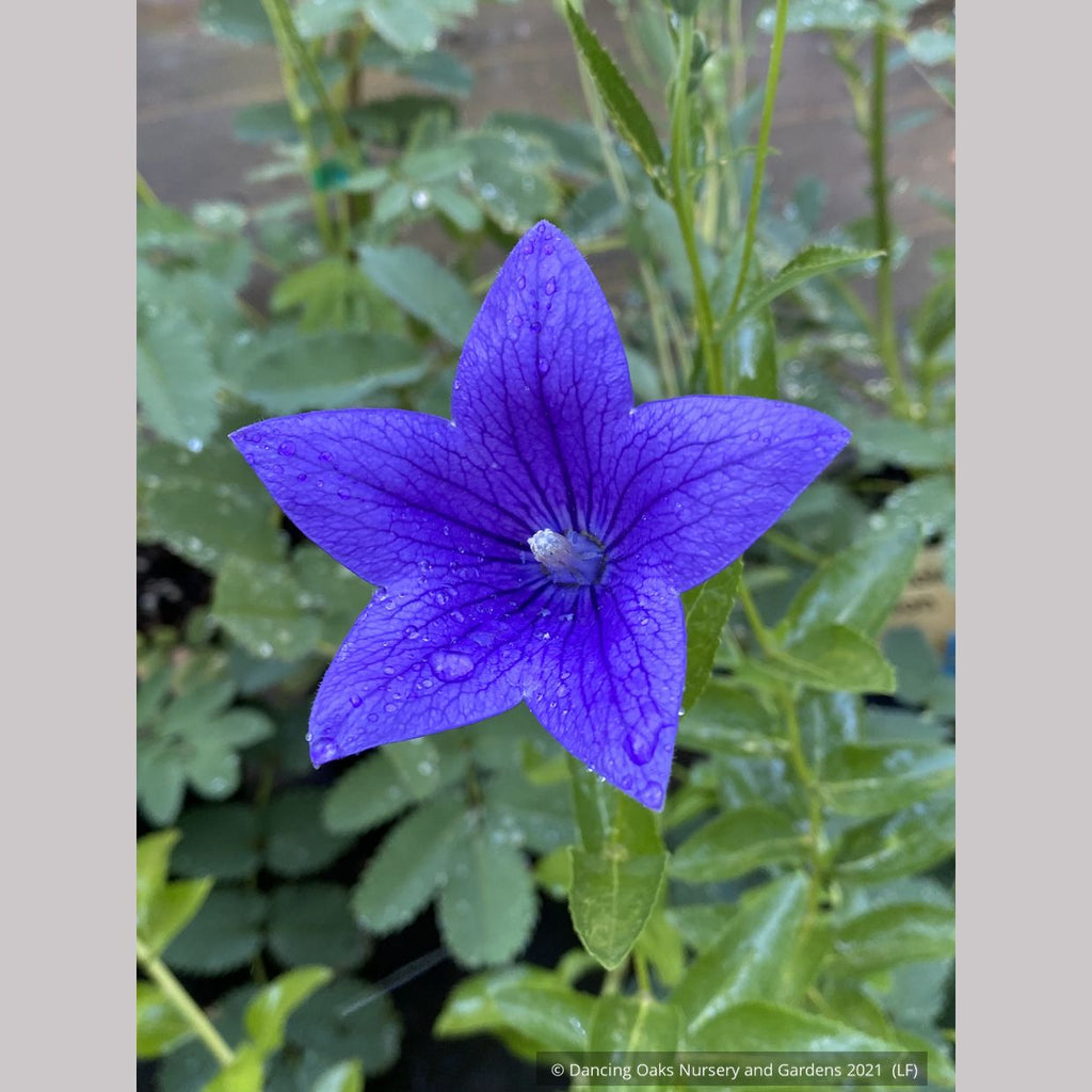 Platycodon grandiflorus 'Fuji Blue', Balloon Flower – Dancing Oaks ...