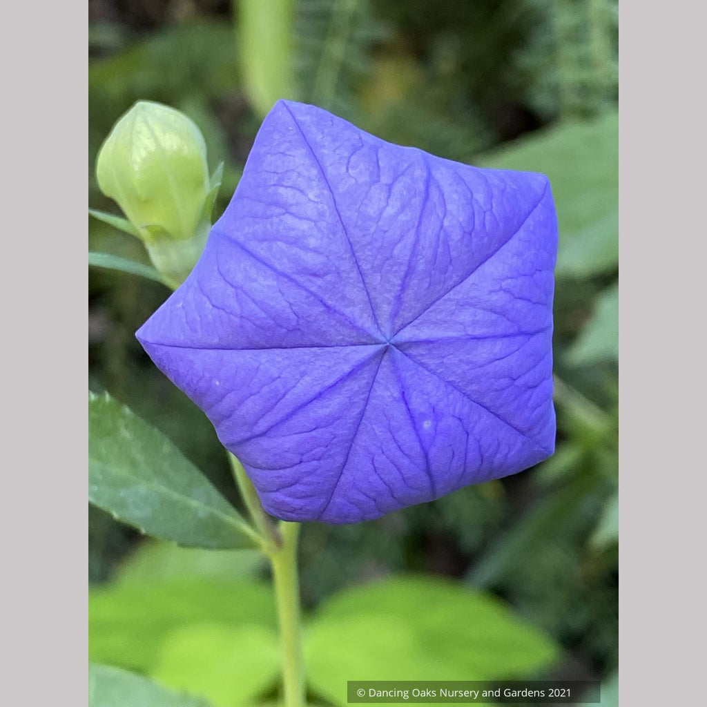 Platycodon grandiflorus 'Sentimental Blue', Balloon Flower – Dancing ...