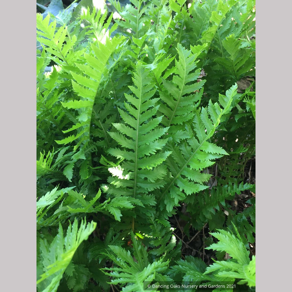 Polypodium californicum 'Sarah Lyman', Lyman Fern – Dancing Oaks ...