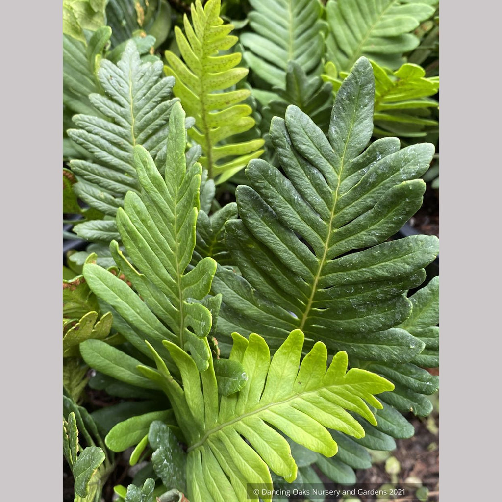Polypodium guttatum, Mexican Polypody – Dancing Oaks Nursery and Gardens
