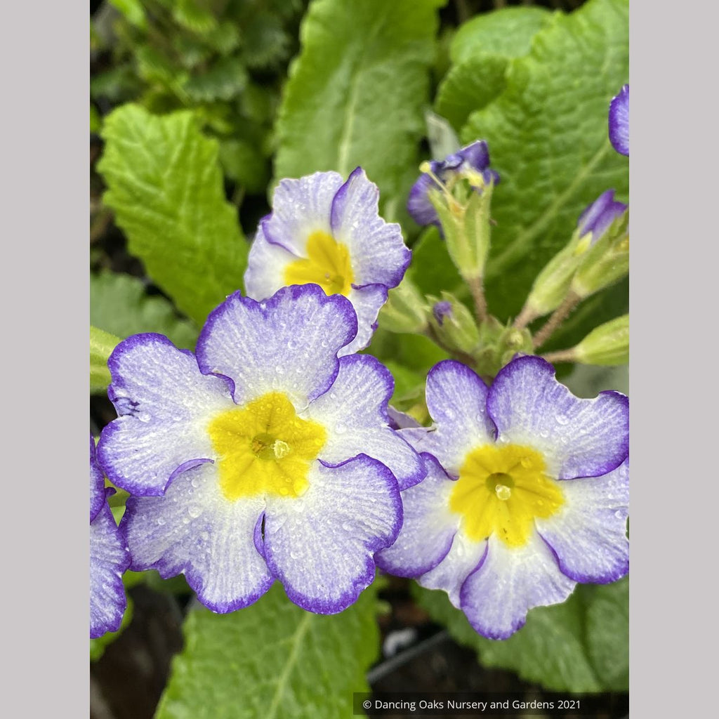 Primula polyanthus 'Paris '90', Primrose – Dancing Oaks Nursery and Gardens