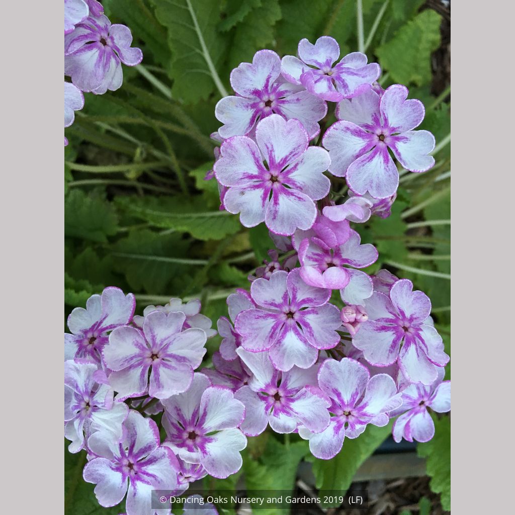 Primula sieboldii 'Peach Blossom', Japanese Primrose – Dancing Oaks ...