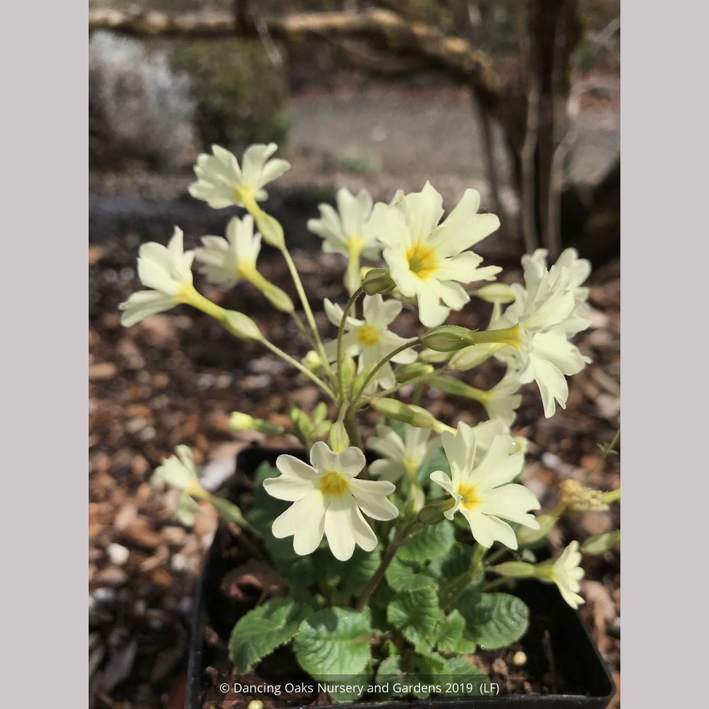 Primula 'Dorothy', Polyantha Primrose – Dancing Oaks Nursery and Gardens
