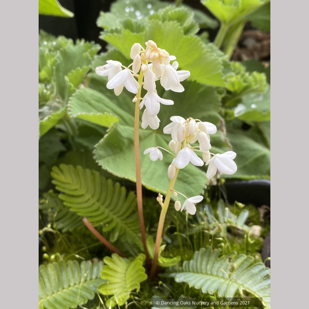 Pteridophyllum racemosum, Fern Leaf Woodland Poppy – Dancing Oaks ...