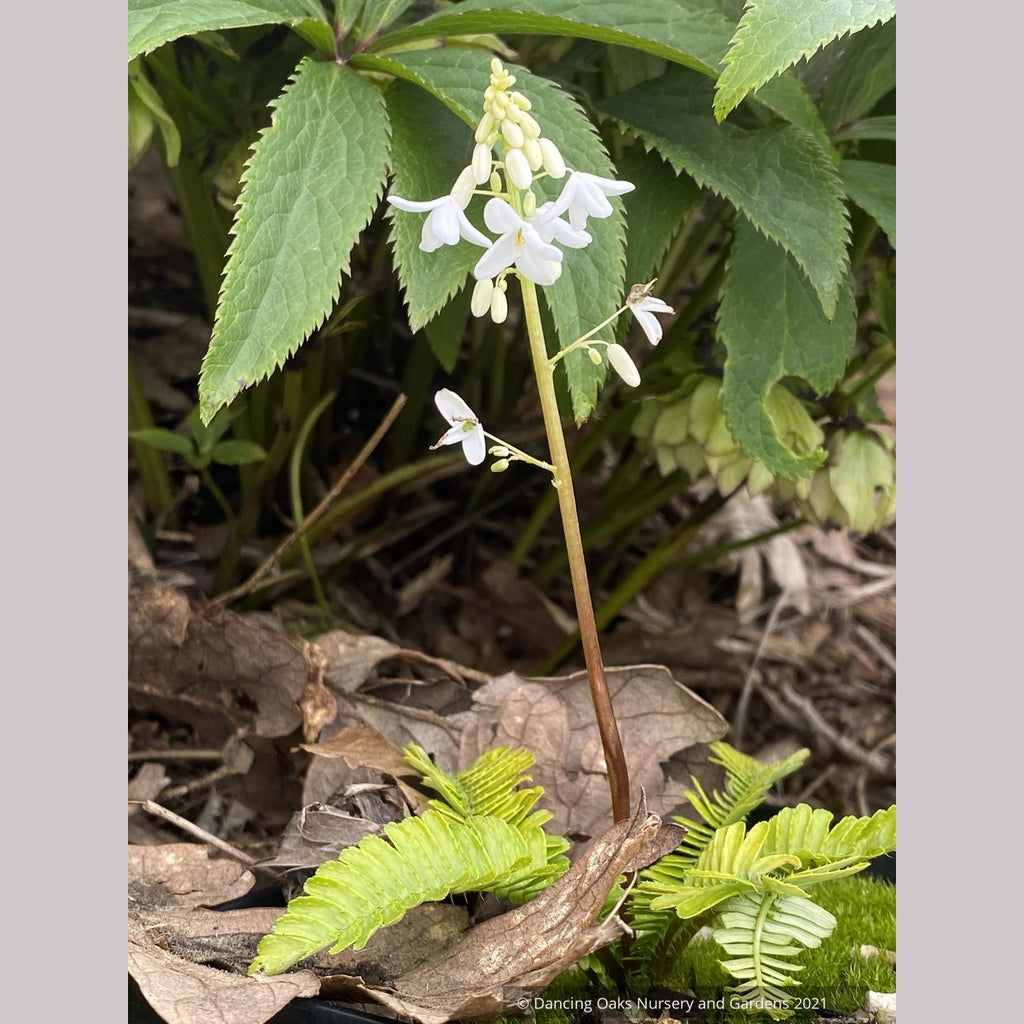 Pteridophyllum racemosum, Fern Leaf Woodland Poppy – Dancing Oaks ...
