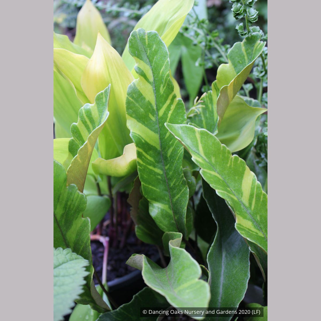 Pyrrosia lingua 'Variegata', Variegated Asian Tongue Fern – Dancing ...