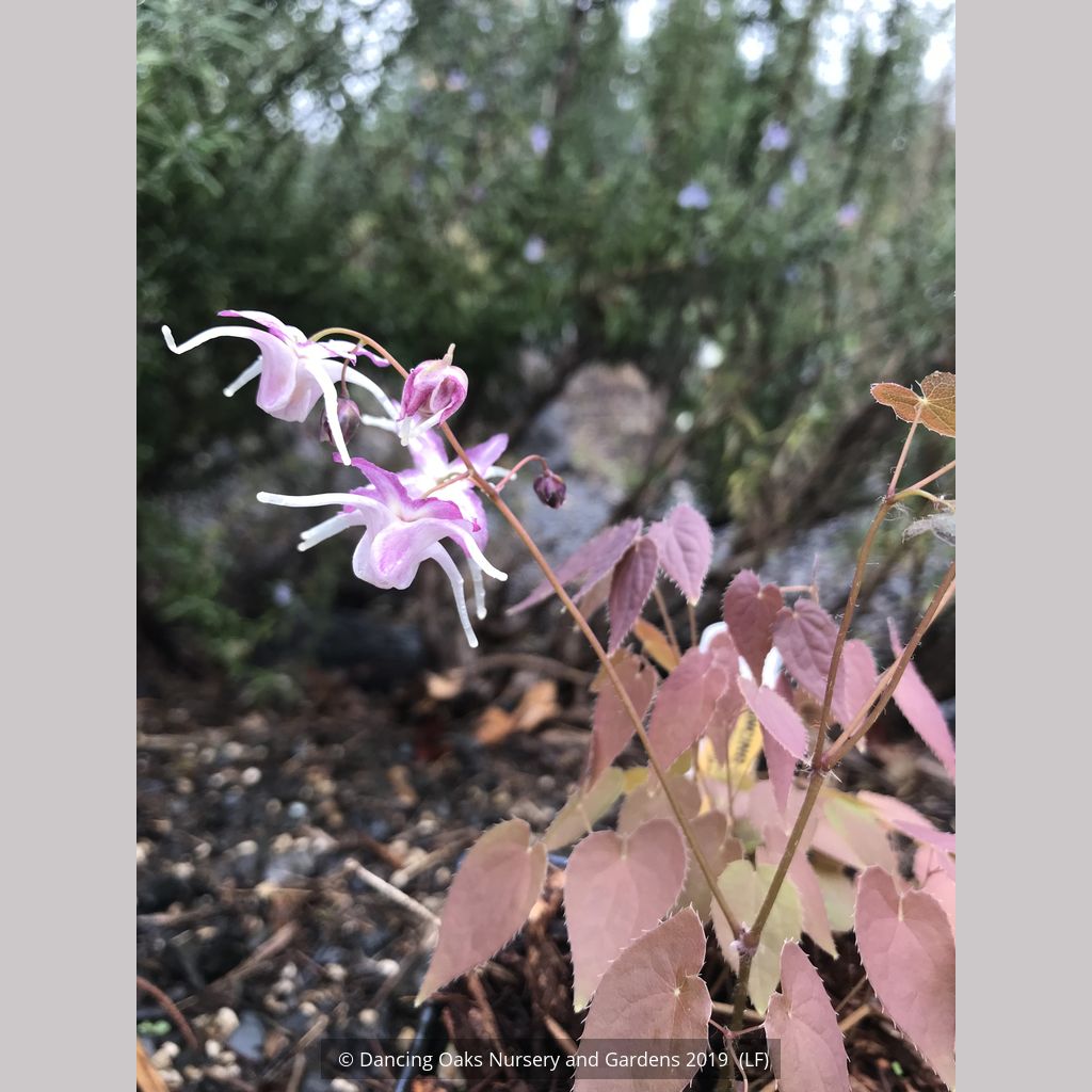 Epimedium grandiflorum 'Queen Esta', Barrenwort – Dancing Oaks Nursery and Gardens