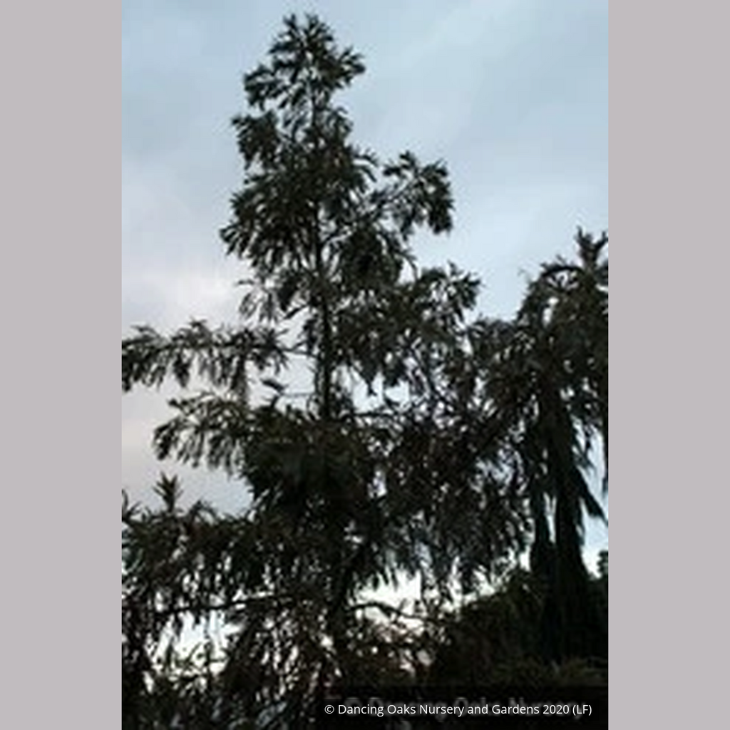 Quercus dentata 'Pinnatifida', Cutleaf Emperor Oak – Dancing Oaks ...