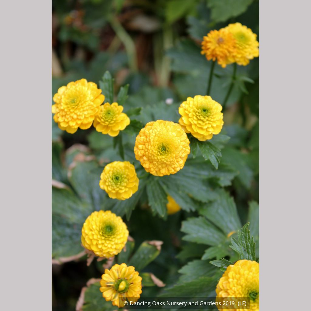 Ranunculus constantinopolitanus 'Plenus', Double Buttercup – Dancing ...