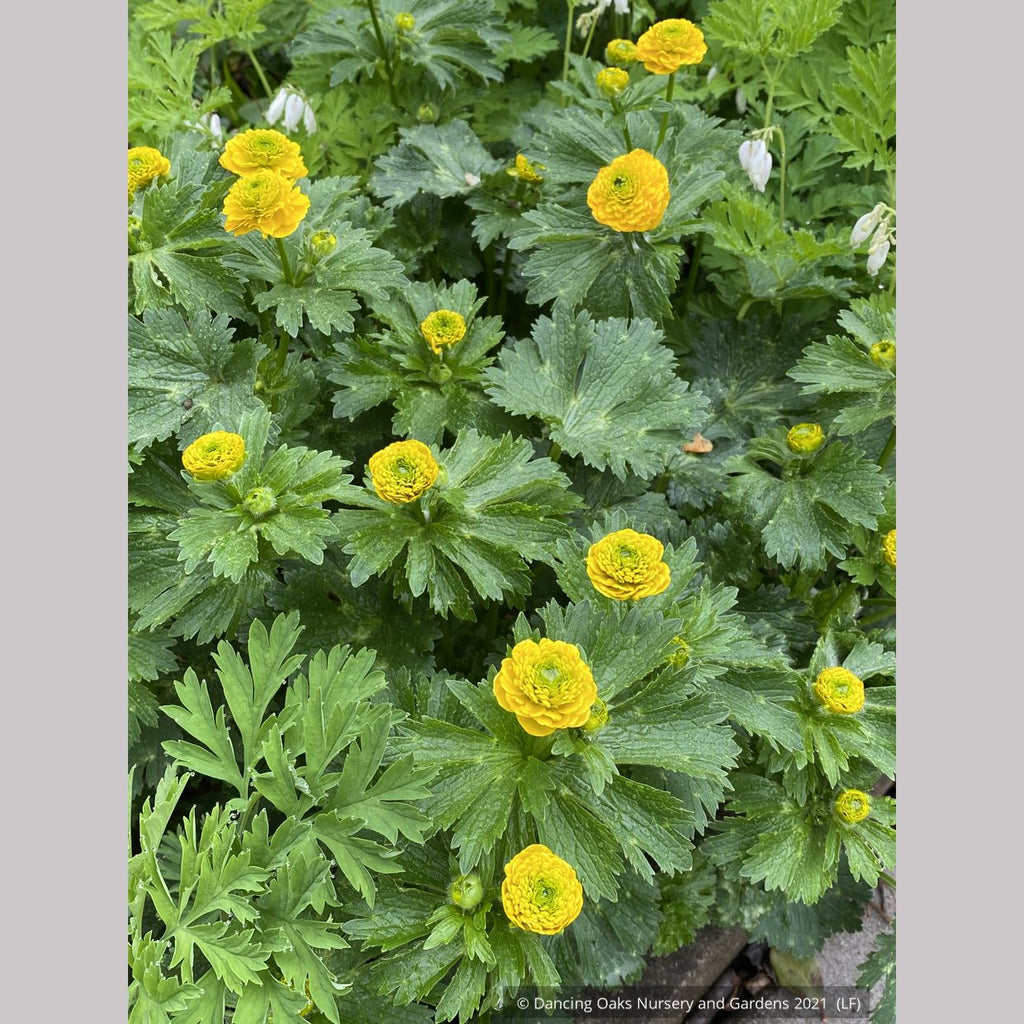 Ranunculus constantinopolitanus 'Plenus', Double Buttercup – Dancing ...