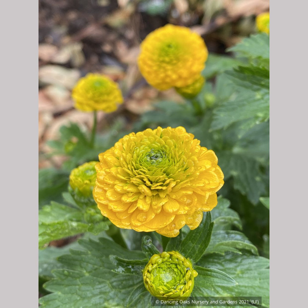 Ranunculus constantinopolitanus 'Plenus', Double Buttercup – Dancing ...