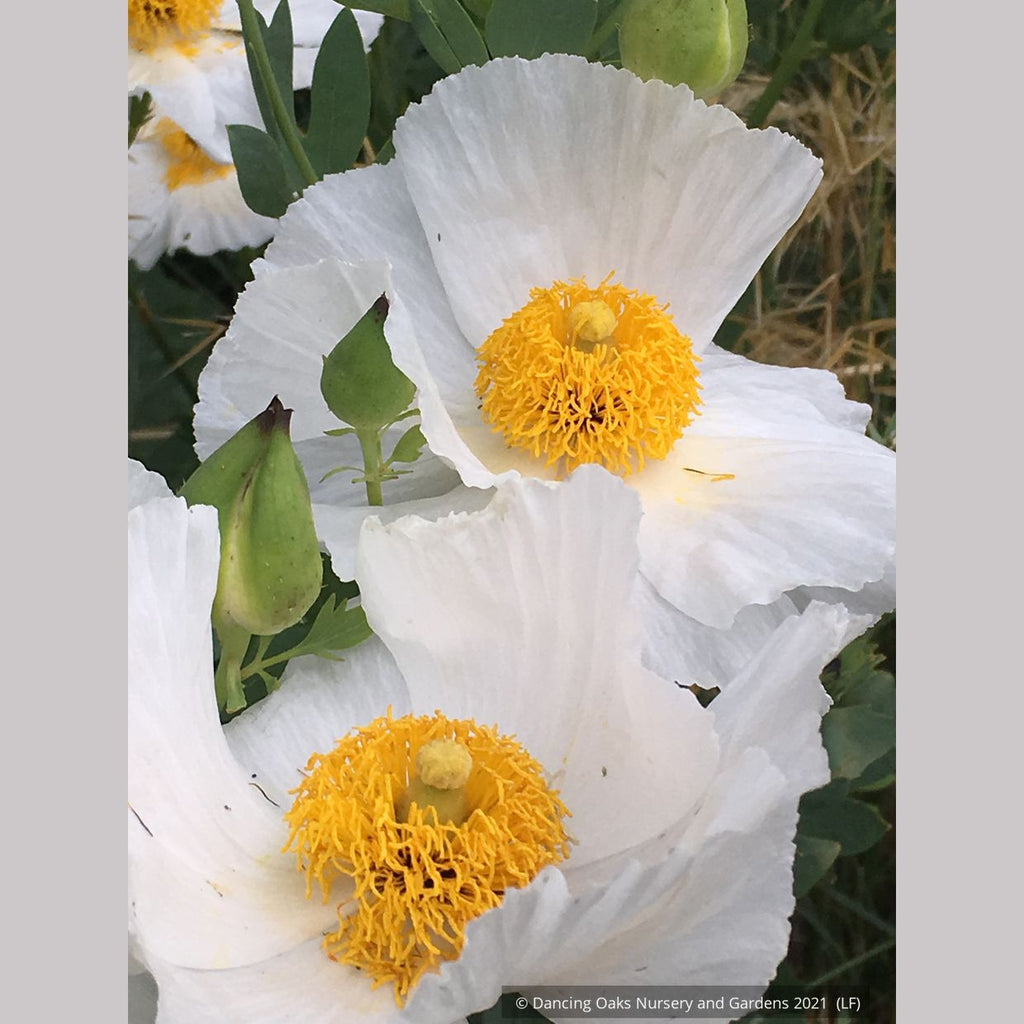 Romneya coulteri, Matilija Poppy – Dancing Oaks Nursery and Gardens