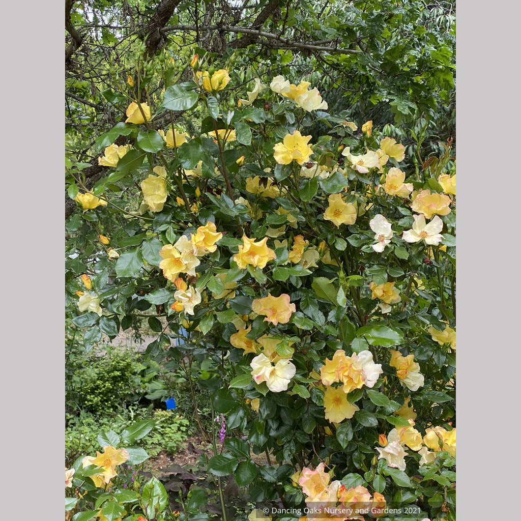 Rose 'Flutterbye' – Dancing Oaks Nursery and Gardens