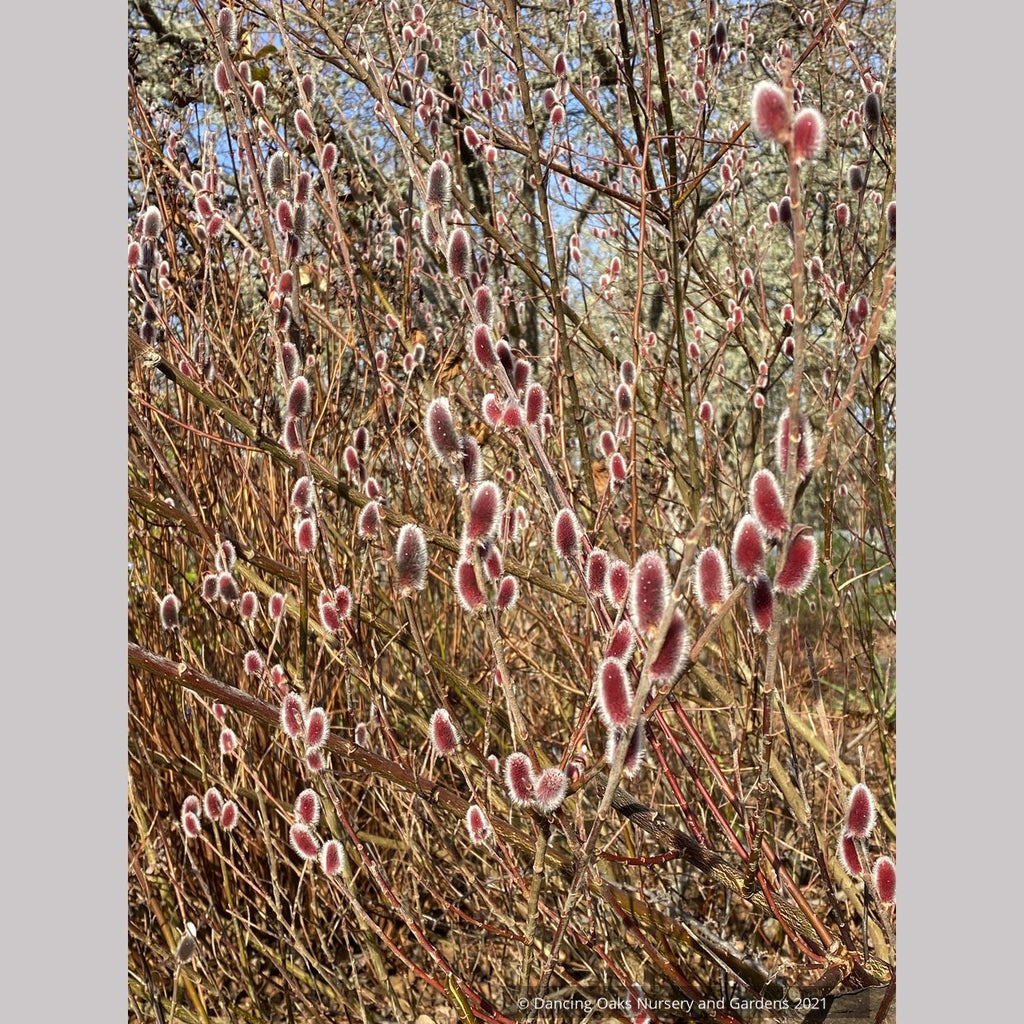 Salix chaenomeloides 'Mt. Asama', Red Pussy Willow – Dancing Oaks ...