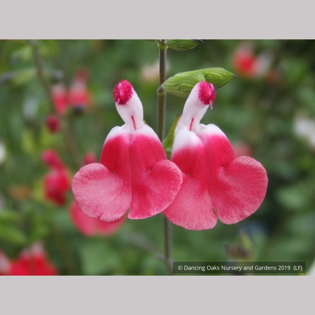 Salvia microphylla 'Hot Lips' – Dancing Oaks Nursery and Gardens
