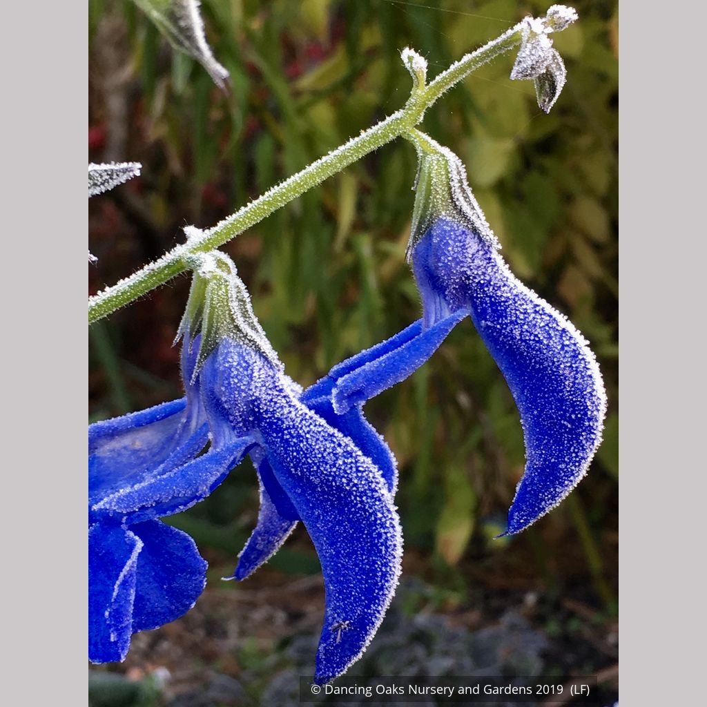 Salvia patens 'Guanajuato', Guanajuato Gentian Sage – Dancing Oaks ...