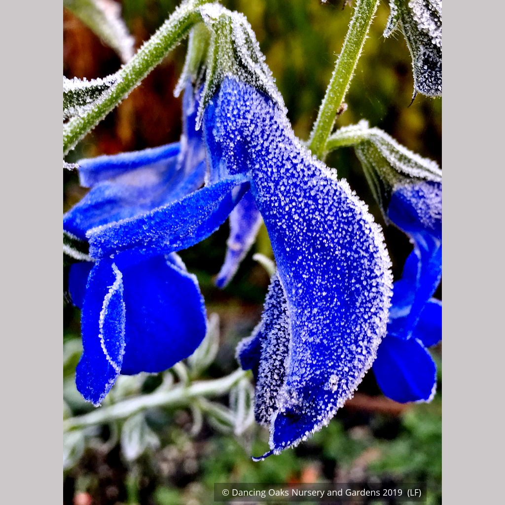 Salvia patens 'Guanajuato', Guanajuato Gentian Sage – Dancing Oaks ...