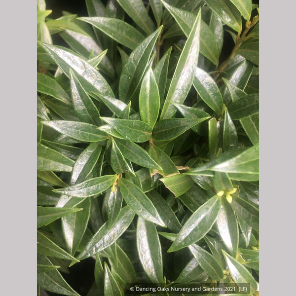 Sarcococca hookeriana var humilis Fragrant Valley™ 'Sarsid1' 19942, Sw ...