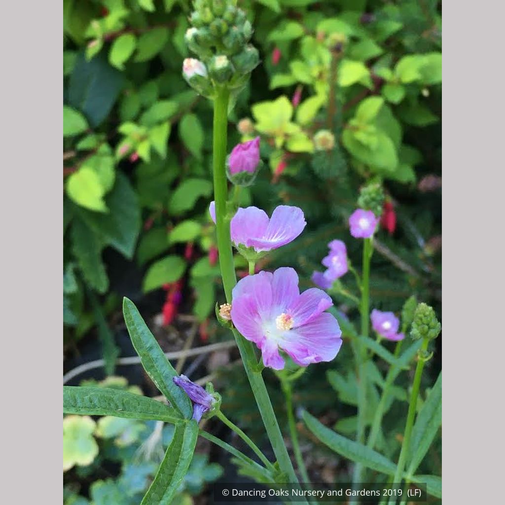 Sidalcea oregana, Oregon Checker Mallow – Dancing Oaks Nursery and Gardens