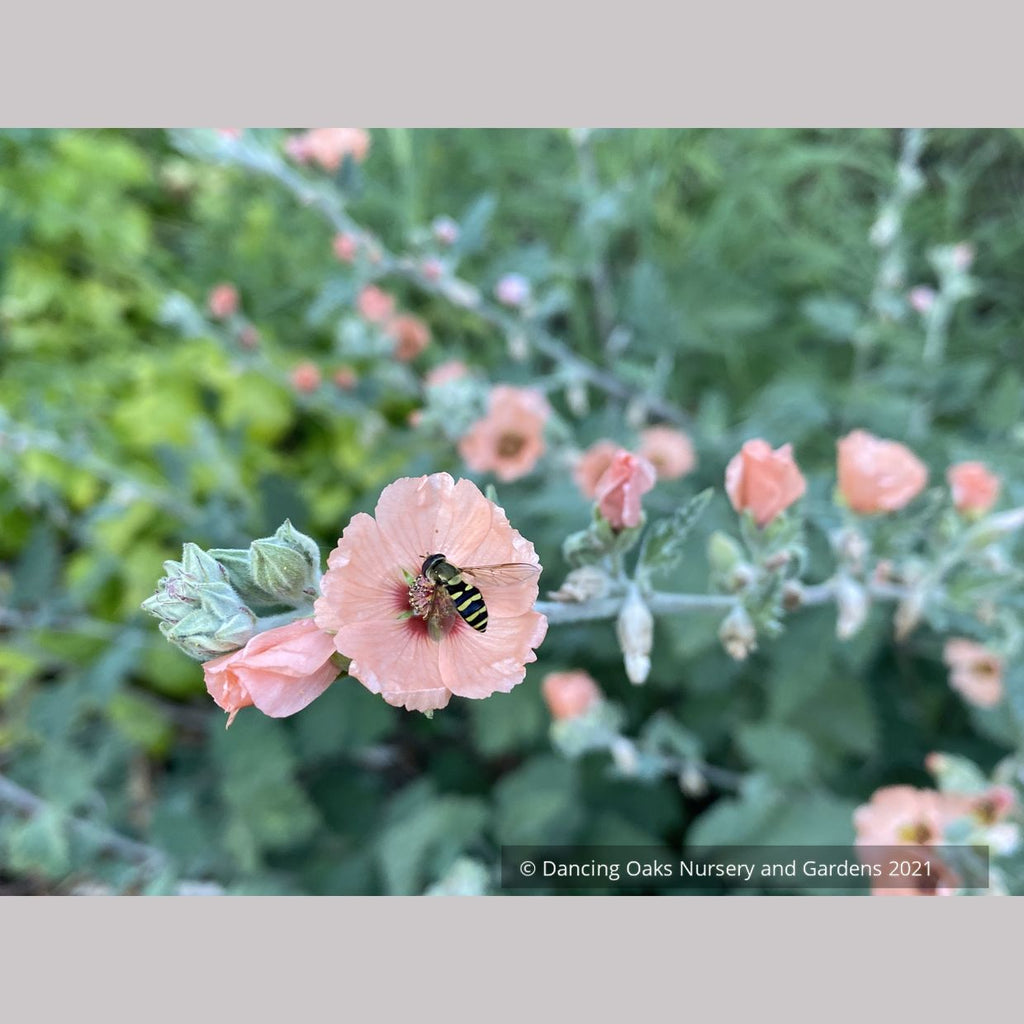 Sphaeralcea 'Childerley', Mallow – Dancing Oaks Nursery and Gardens