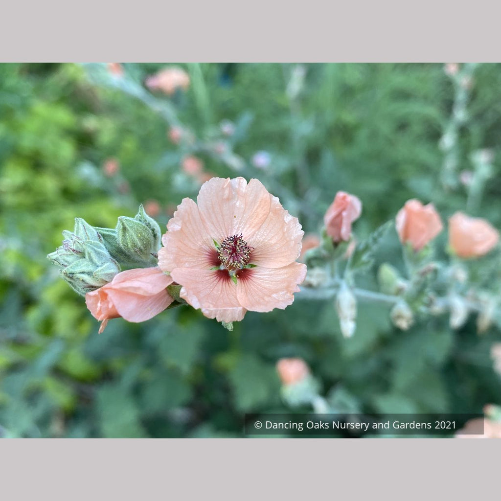 Sphaeralcea 'Childerley', Mallow – Dancing Oaks Nursery and Gardens