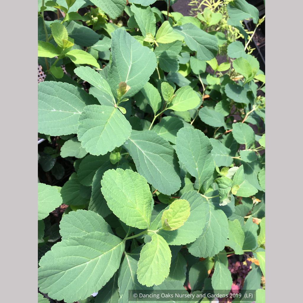 Spiraea betulifolia var. lucida, Shinyleaf Spirea – Dancing Oaks ...