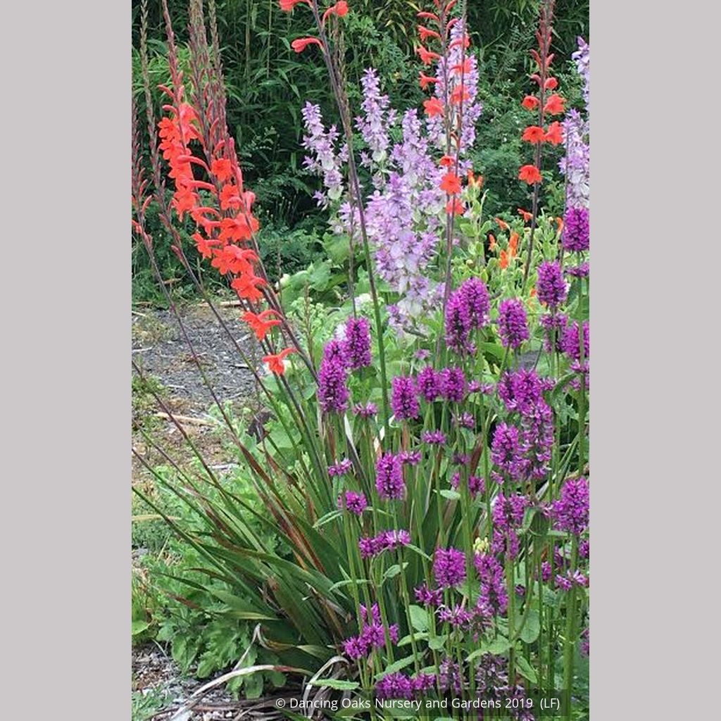 Betonica officinalis 'Hummelo' (syn. Stachys monieri 'Hummelo'), Beton ...