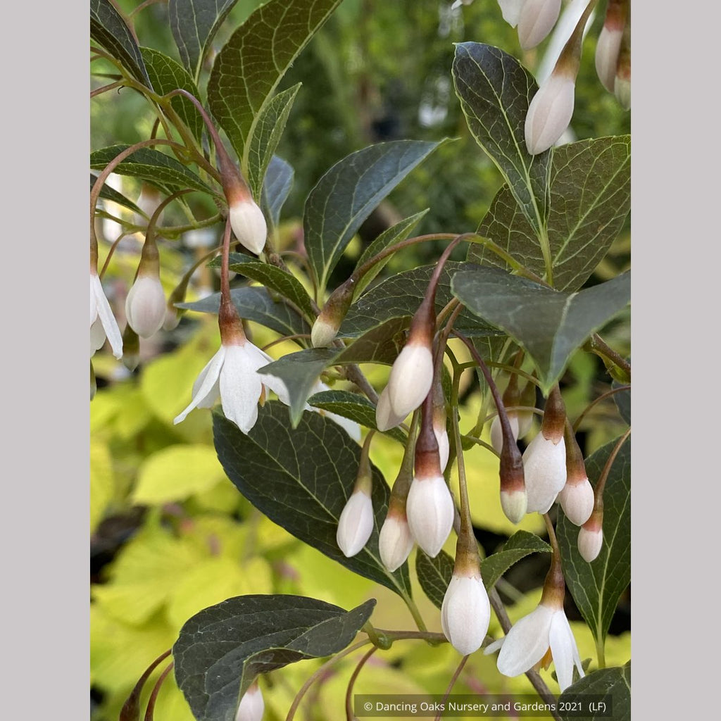Styrax japonicus 'Evening Light', Japanese Snowbell – Dancing Oaks ...