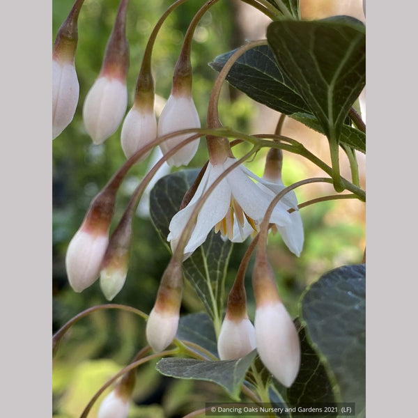 Styrax japonicus 'Evening Light', Japanese Snowbell – Dancing Oaks ...