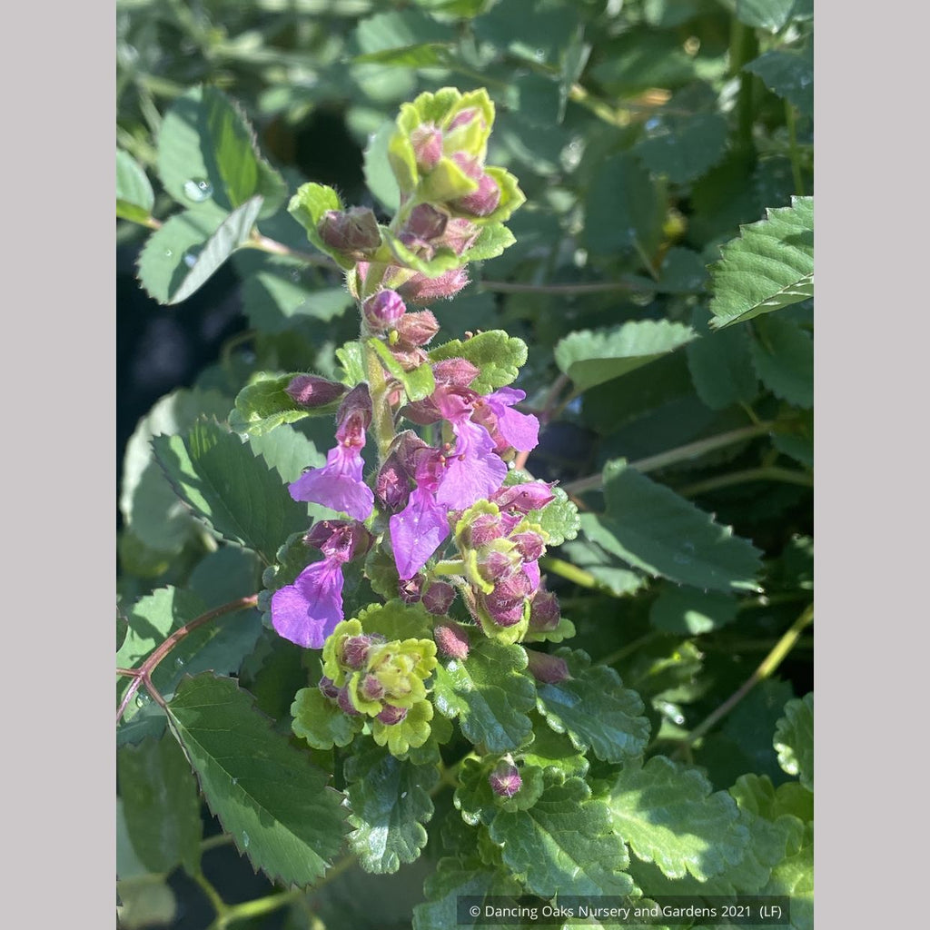 Teucrium chamaedrys 'Summer Sunshine', Germander – Dancing Oaks Nursery ...