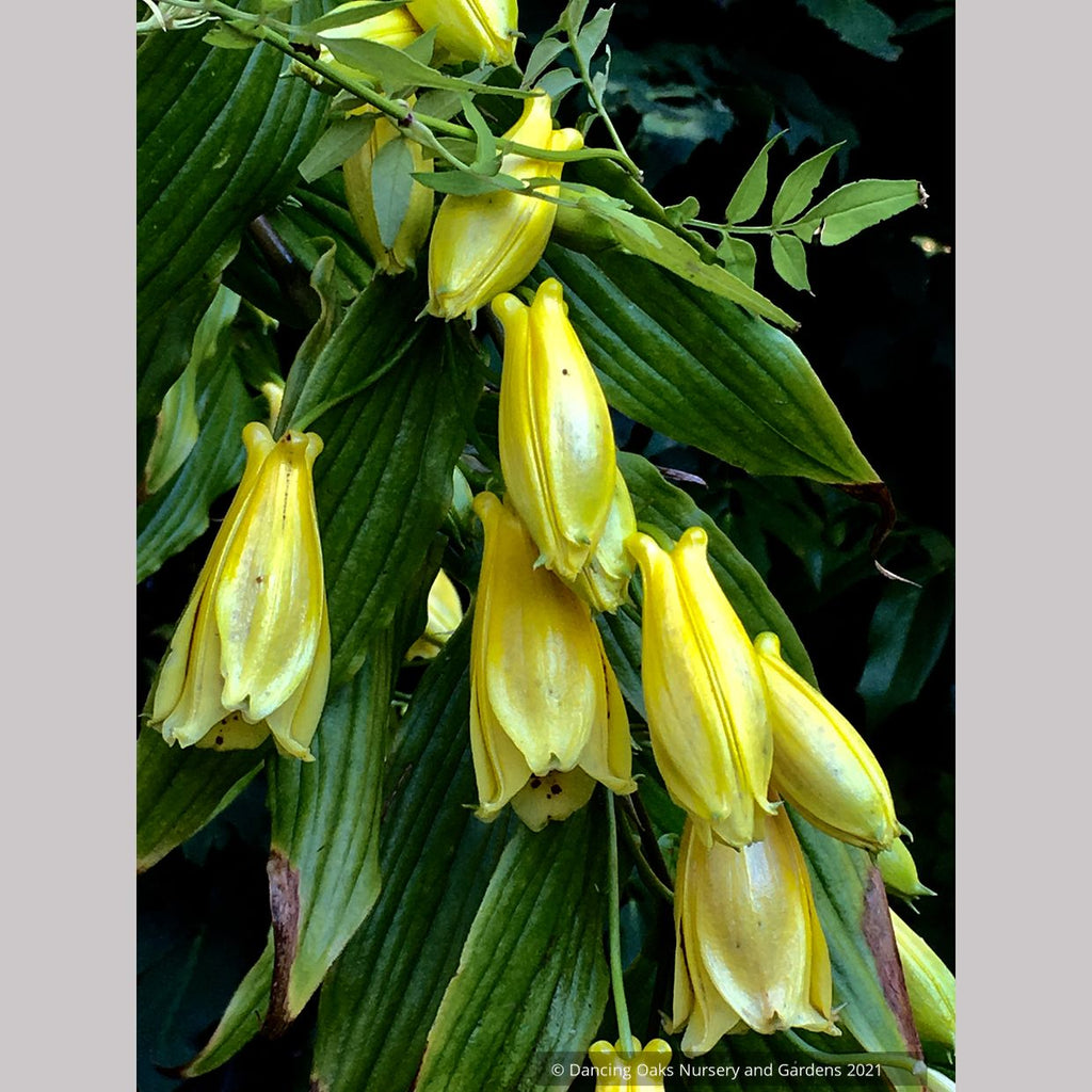 Tricyrtis macrantha ssp. macranthopsis, Weeping Toad Lily – Dancing ...