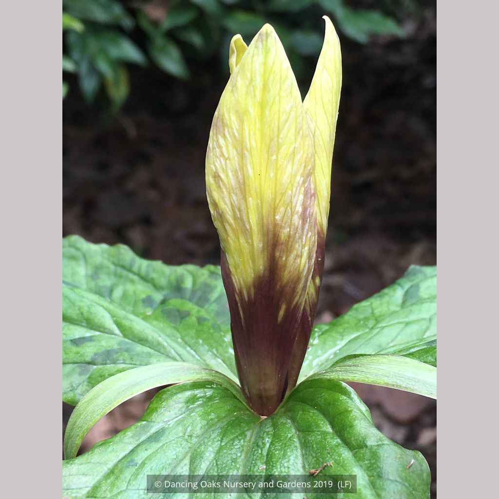 Trillium kurabayashii Yellow Seedling, NW Native Trillium – Dancing ...