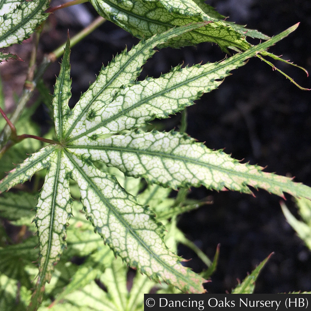 Acer palmatum 'First Ghost', Japanese Maple – Dancing Oaks Nursery and ...