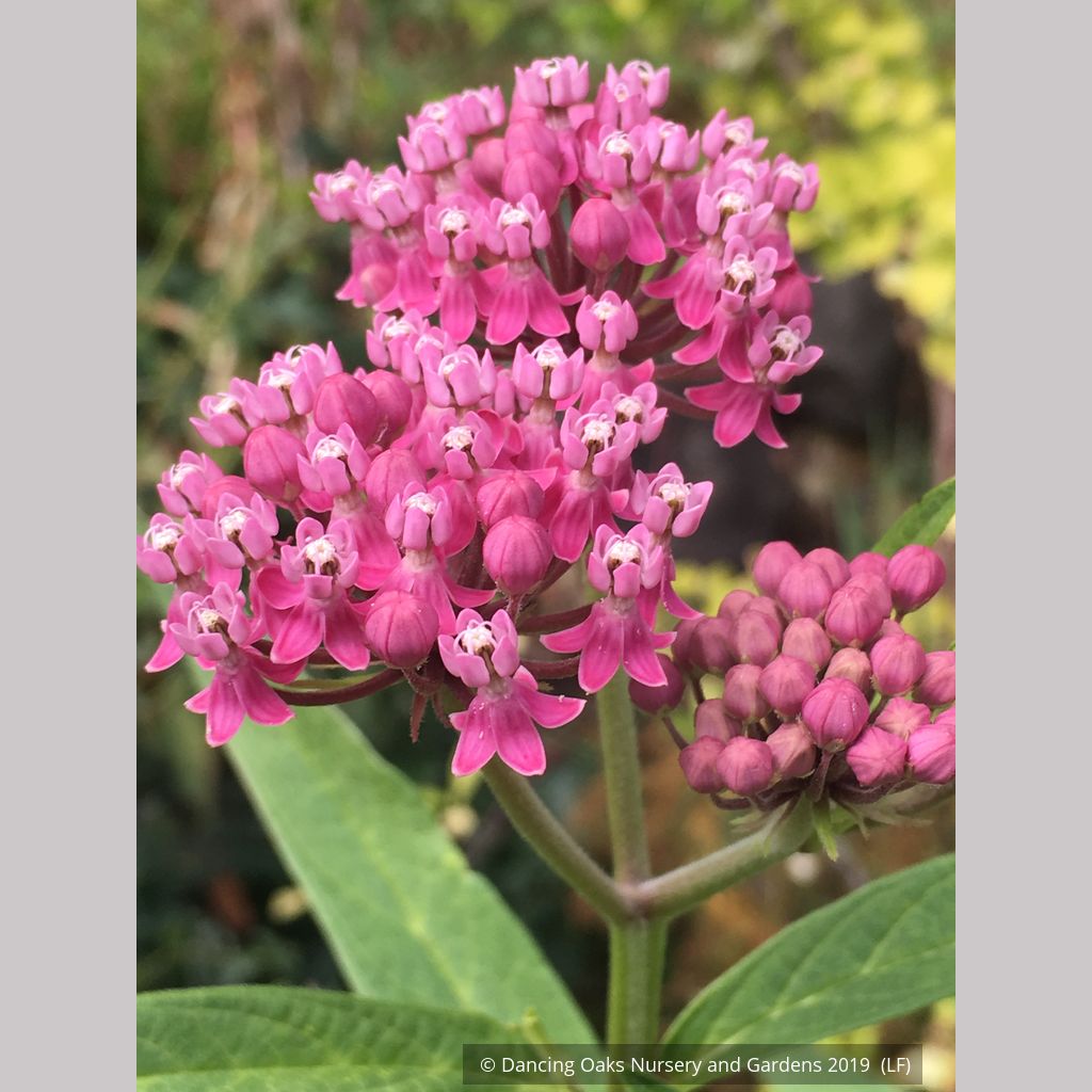 Asclepias incarnata, Swamp Milkweed or Rose Milkweed – Dancing Oaks ...