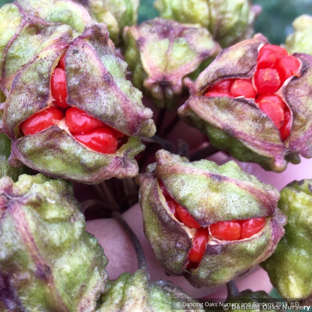 Bomarea caldasii – Dancing Oaks Nursery and Gardens