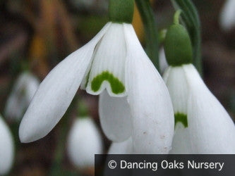 Galanthus 'Sam Arnott', Snowdrop – Dancing Oaks Nursery and Gardens