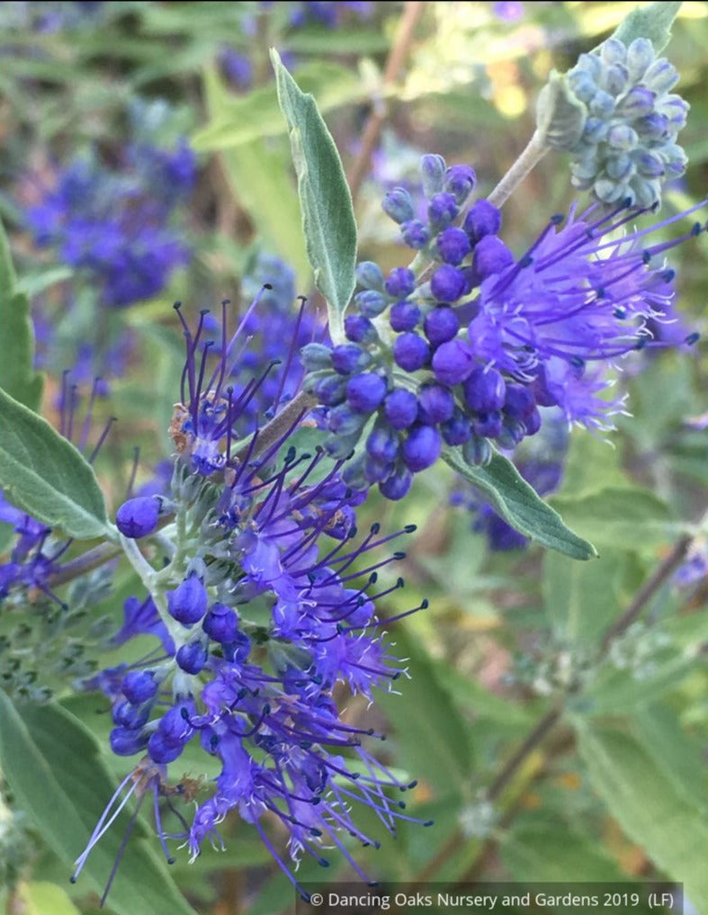 Caryopteris × clandonensis 'Longwood Blue', Bluebeard – Dancing Oaks ...