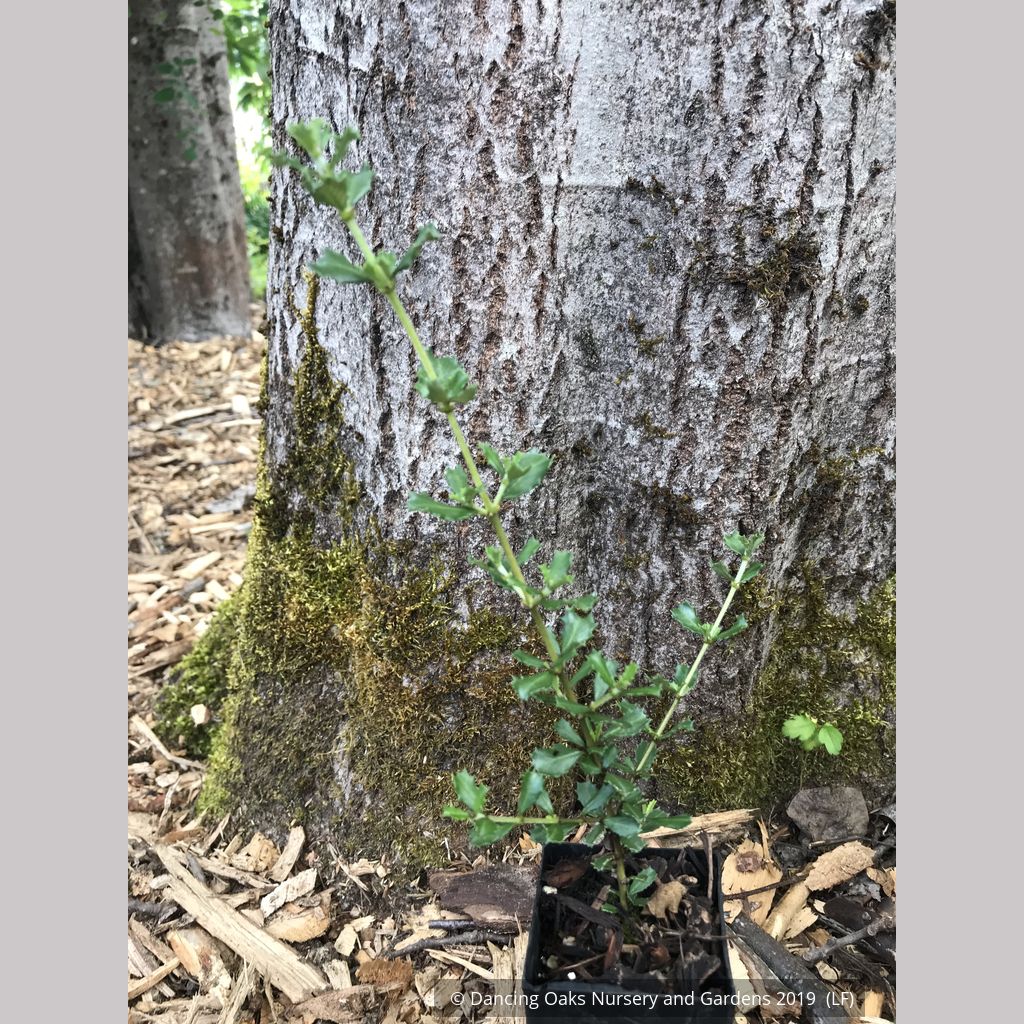 Ceanothus gloriosus v. porrectus, Inverness Ceanothus/Mt. Vision Ceano ...