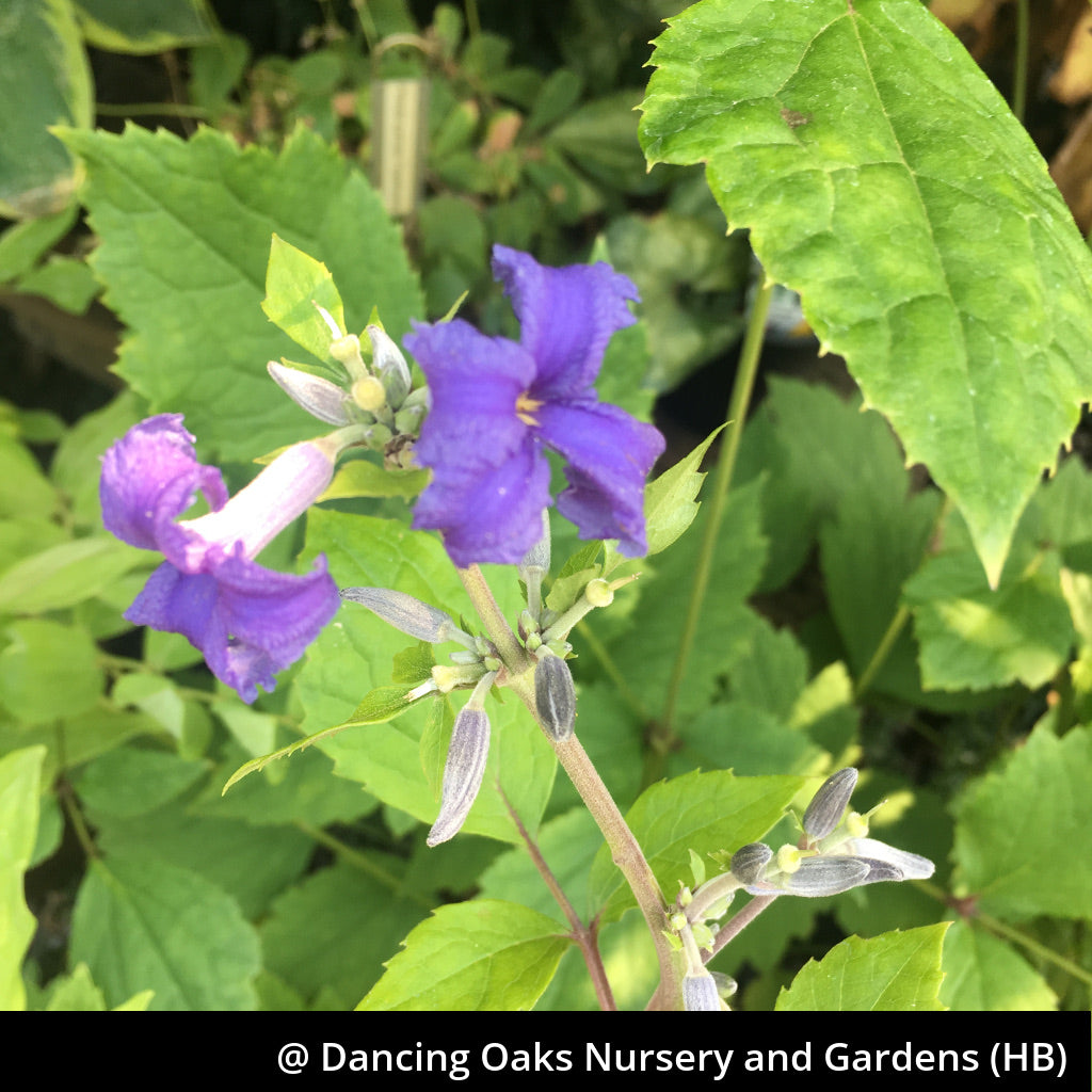Clematis heracleifolia 'Cassandra', Non-vining Clematis – Dancing Oaks ...