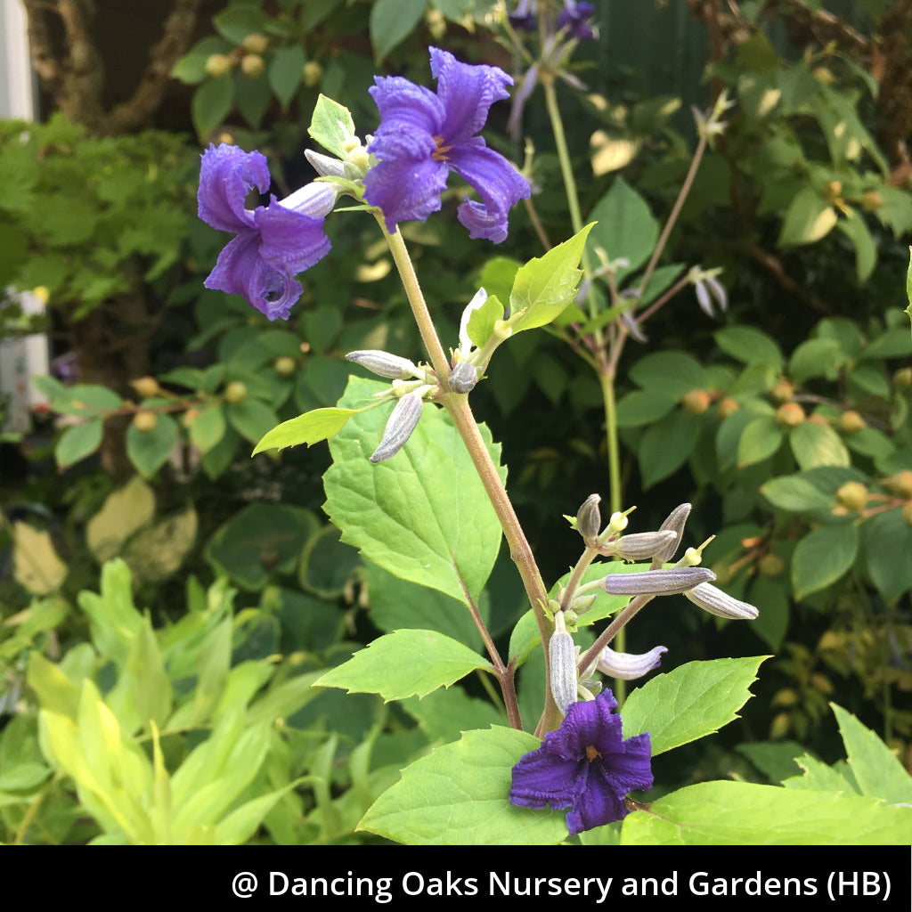 Clematis heracleifolia 'Cassandra', Non-vining Clematis – Dancing Oaks ...