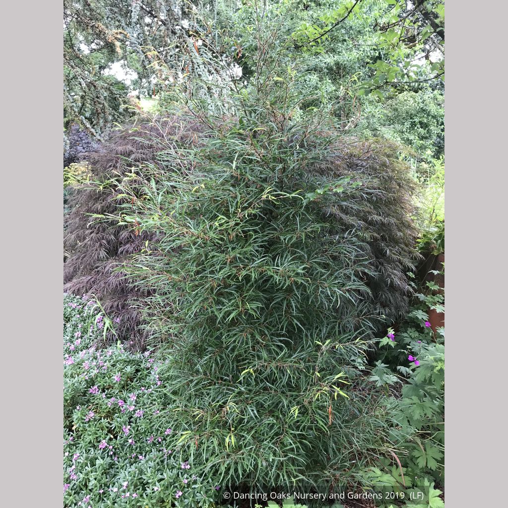 Fagus sylvatica 'Mercedes', Fernleaf European Beech – Dancing Oaks ...