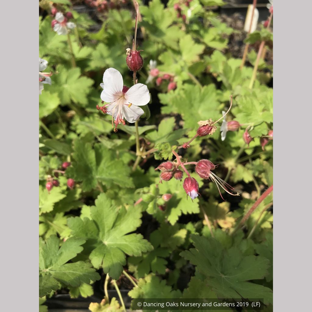 Geranium macrorrhizum 'Album', Hardy Geranium – Dancing Oaks Nursery ...