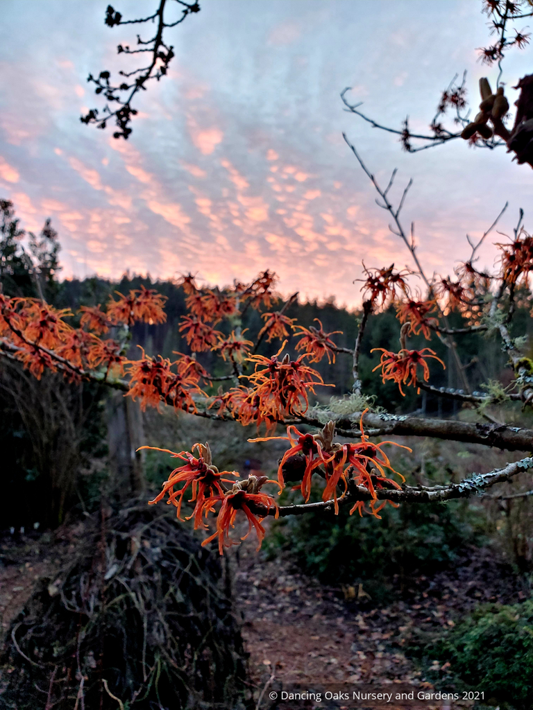 Hamamelis x intermedia 'Jelena' (syn. 'Copper Beauty'), Witch Hazel ...