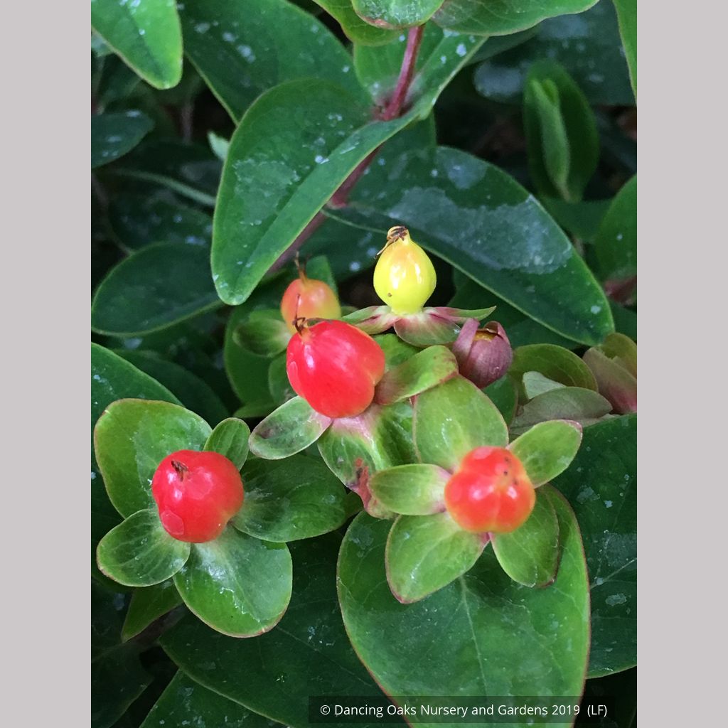 Hypericum x inodorum 'Magical Triumph', Magical Triumph St. John's Wor ...